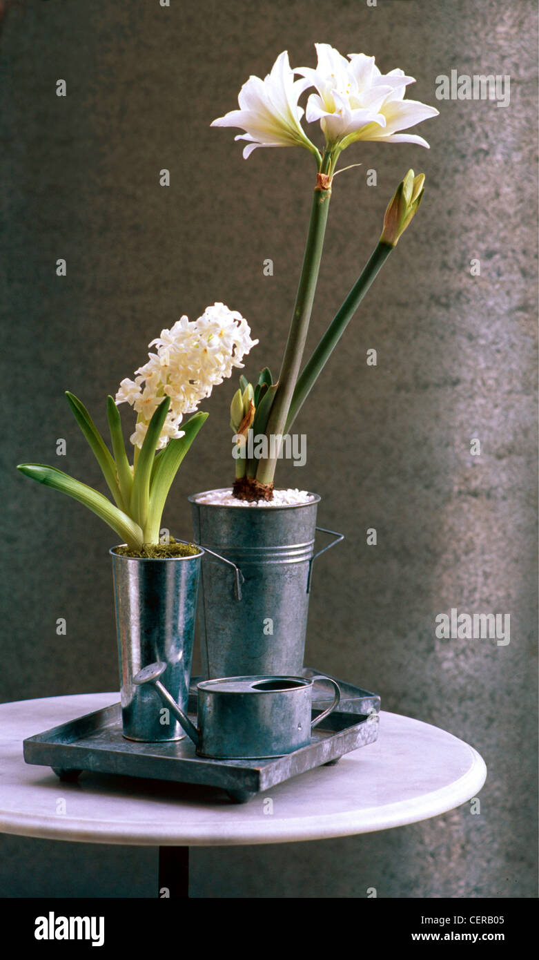Flowering Hyacinth Arrangements A white hyacinth (Hyacinthus orientalis ...