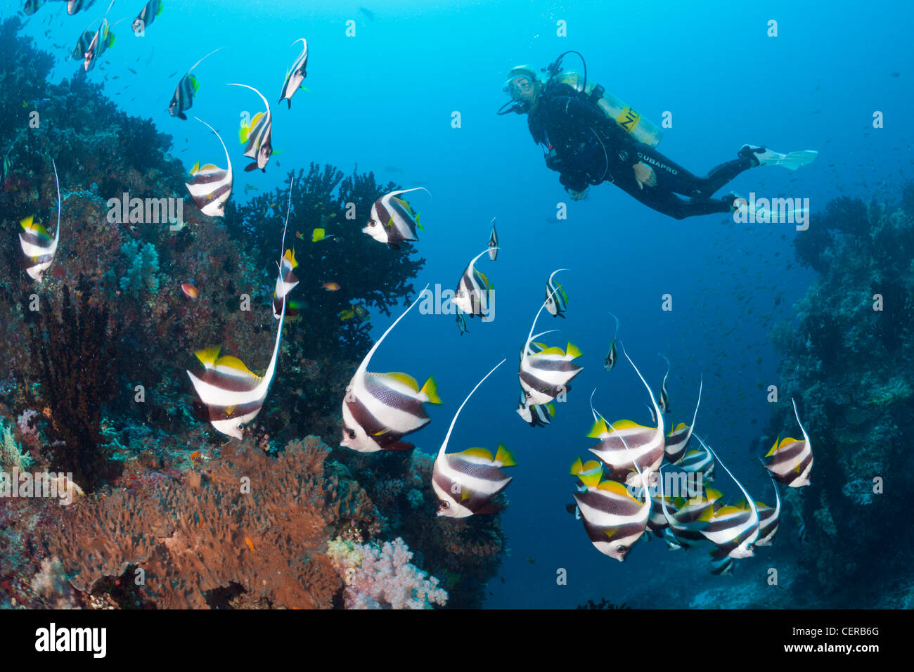Scuba Diver and Pennant Bannerfish, Heniochus diphreutes, North Male ...