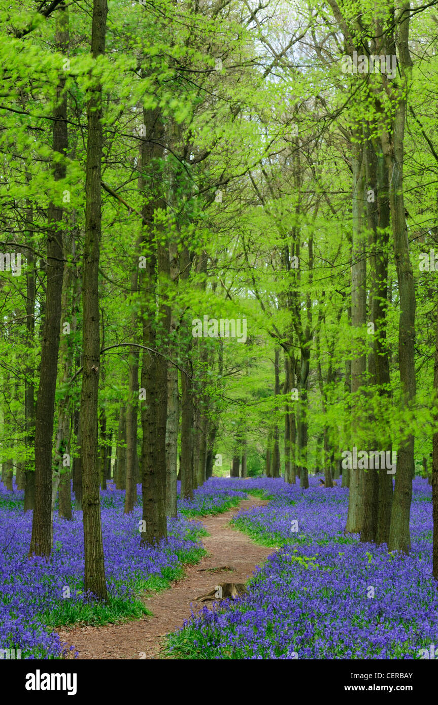 A path leading through Dockey Wood carpeted with Bluebells, on the ...