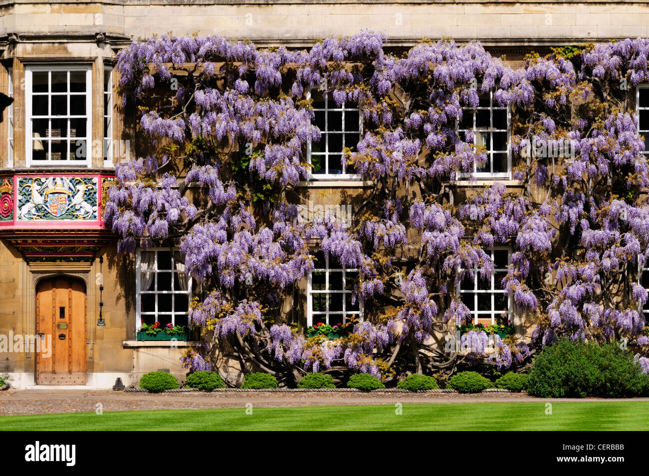Climbing wisteria on building hi-res stock photography and images - Alamy