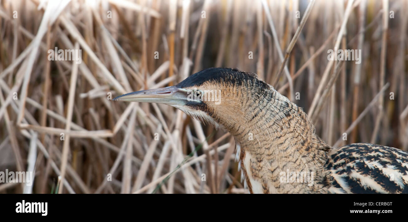 Bittern stalking in reed bed hi-res stock photography and images - Alamy