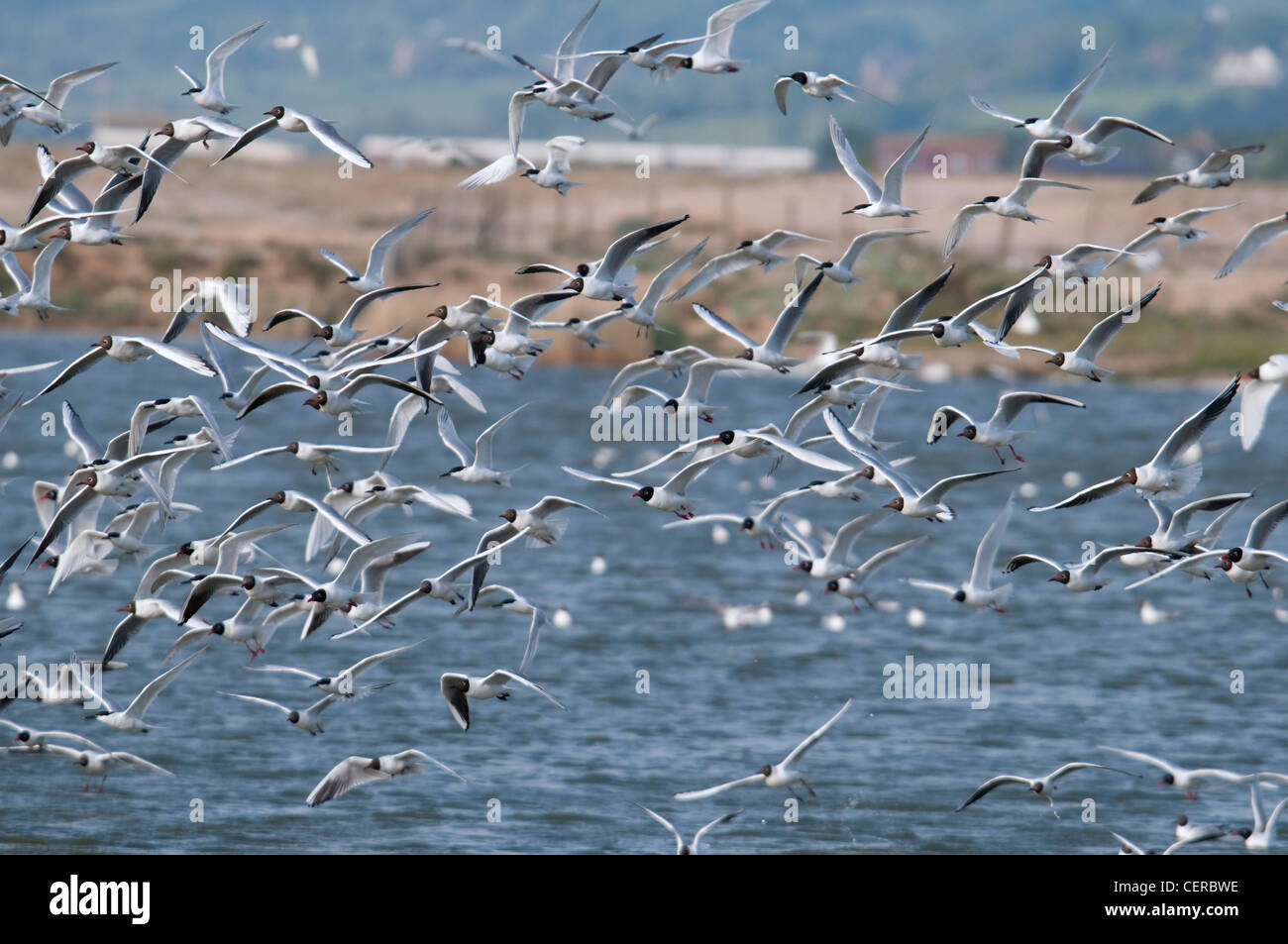 Black headed gull flock uk hi-res stock photography and images - Alamy