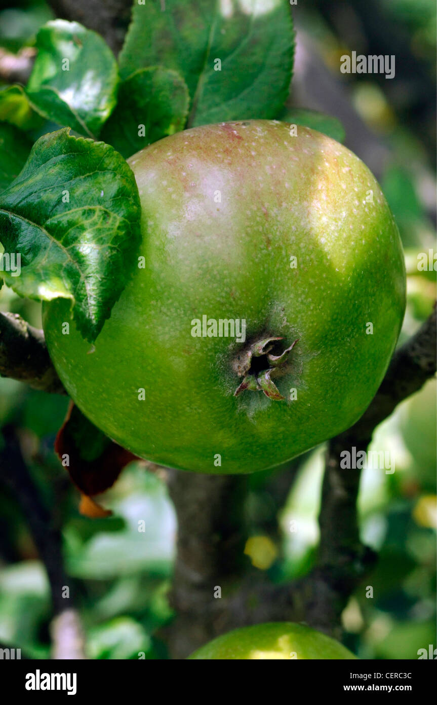 Close up of an English apple on the tree Stock Photo - Alamy