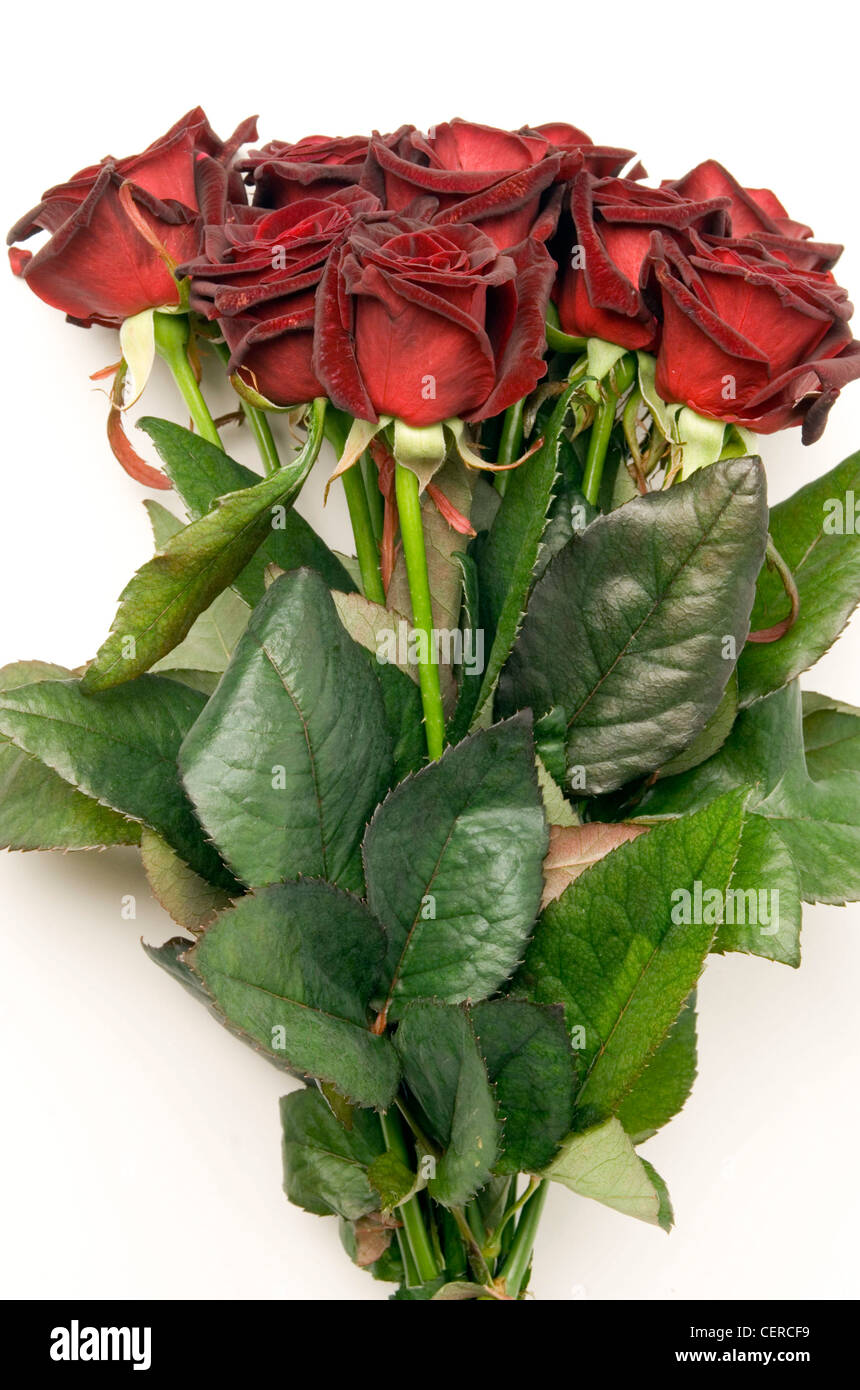 WD1183-06 A bunch of red roses Stock Photo - Alamy