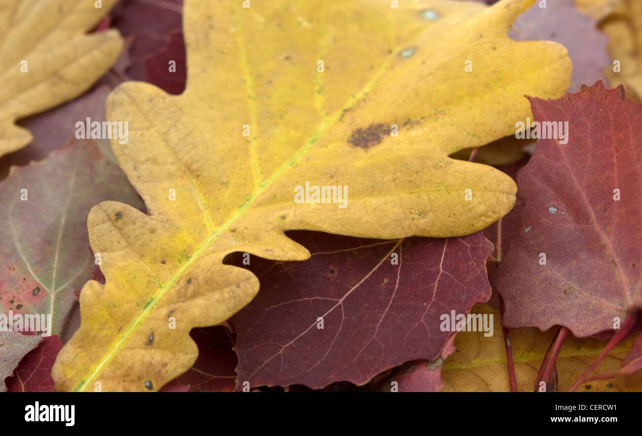aging autumn leaves close up Stock Photo - Alamy