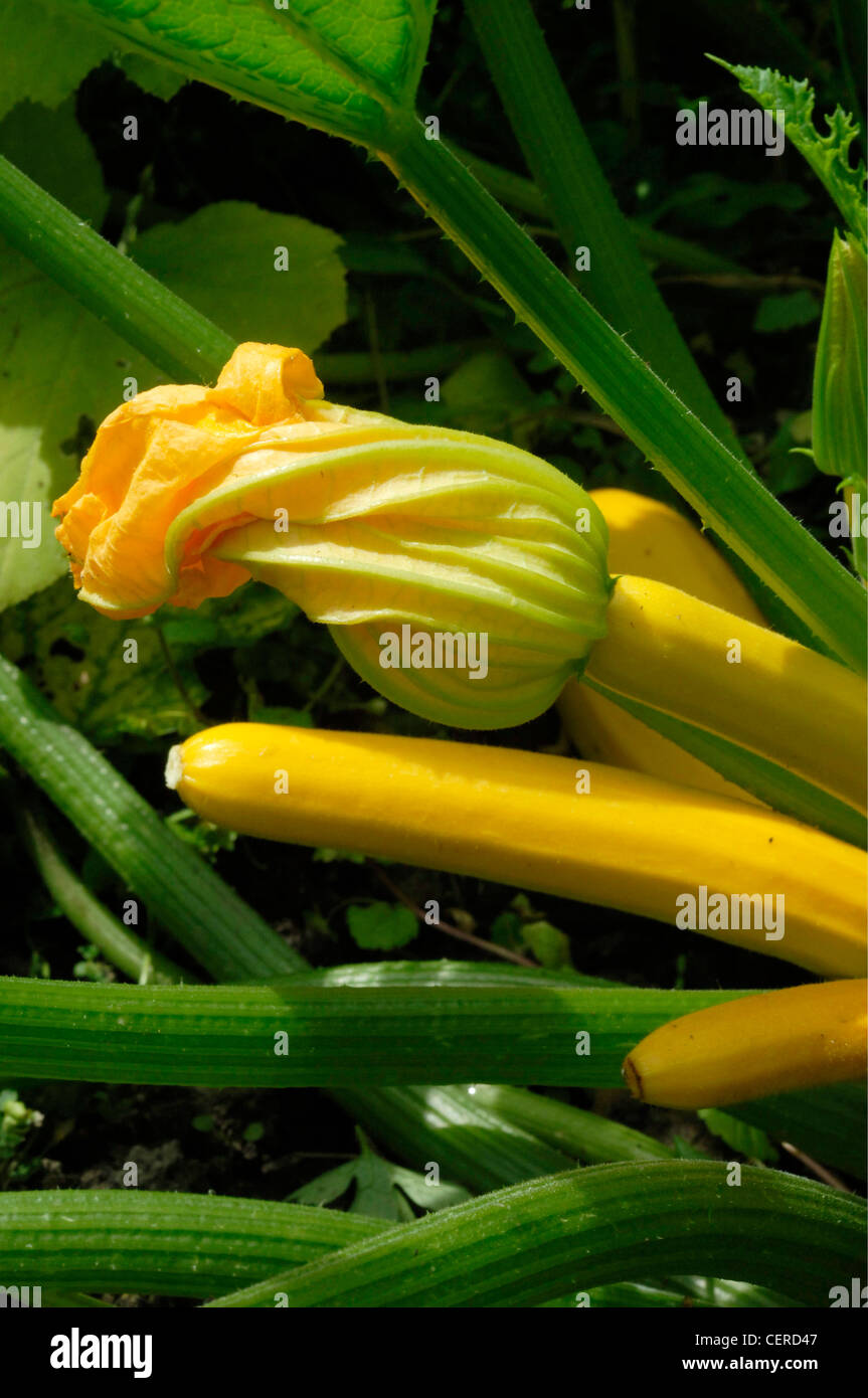 Courgette up hi-res stock photography and images - Alamy