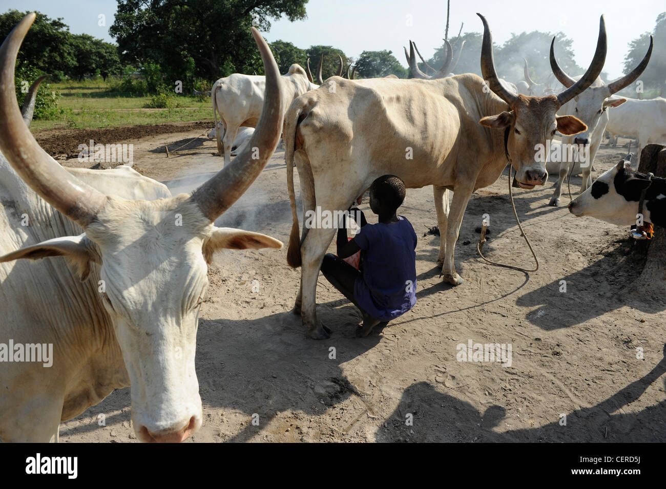 SOUTHERN SUDAN, Bahr al Ghazal region , Lakes State, Dinka tribe with ...