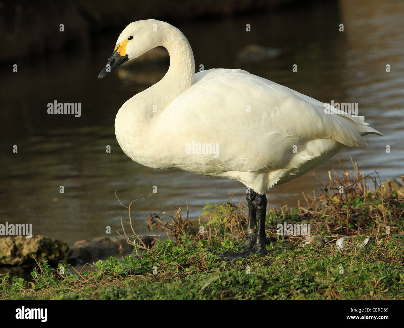 Bewick Swan at Slimbridge Stock Photo - Alamy