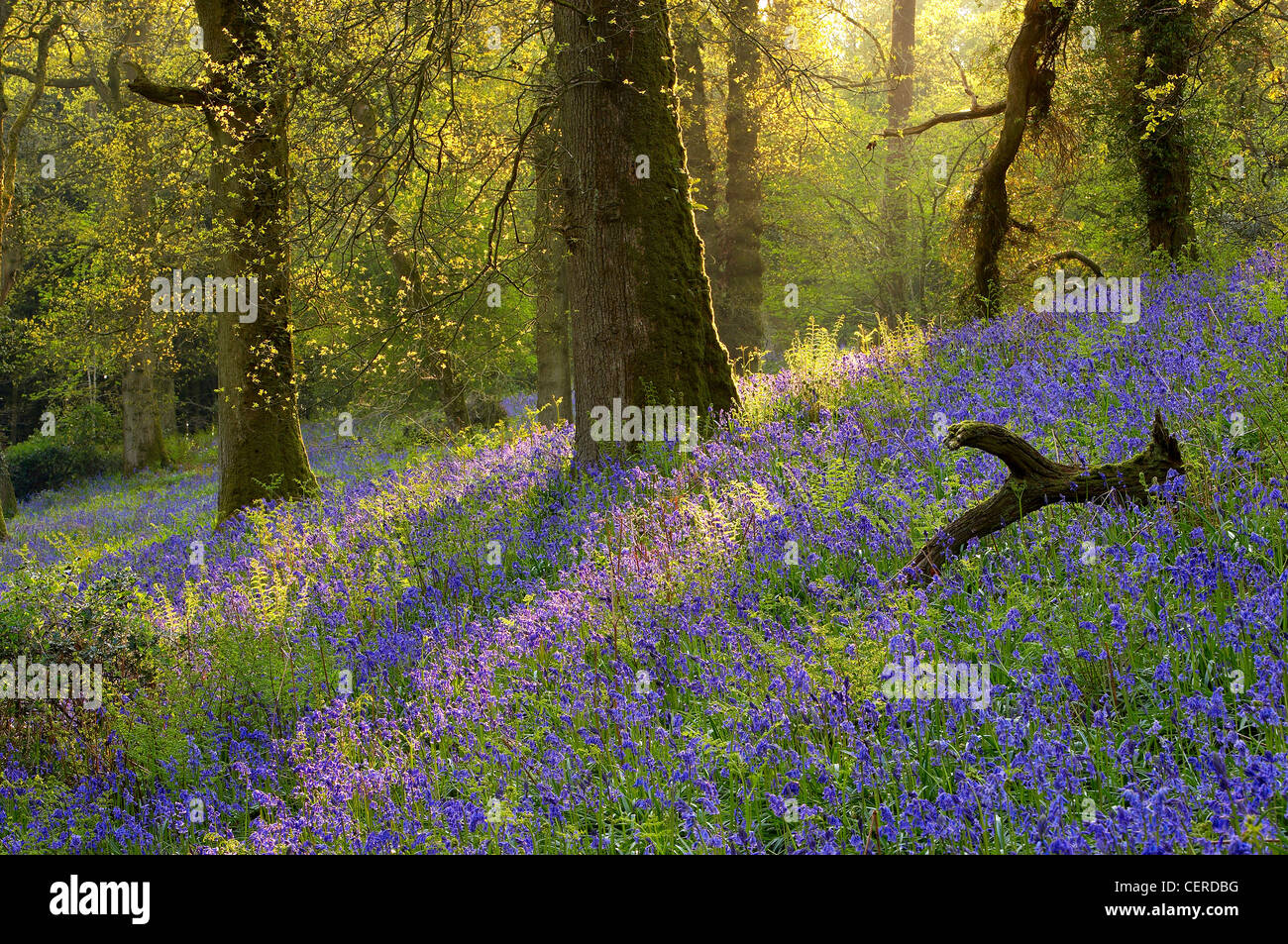 bluebells in a wood, Batcombe, Dorset, England, UK Stock Photo - Alamy