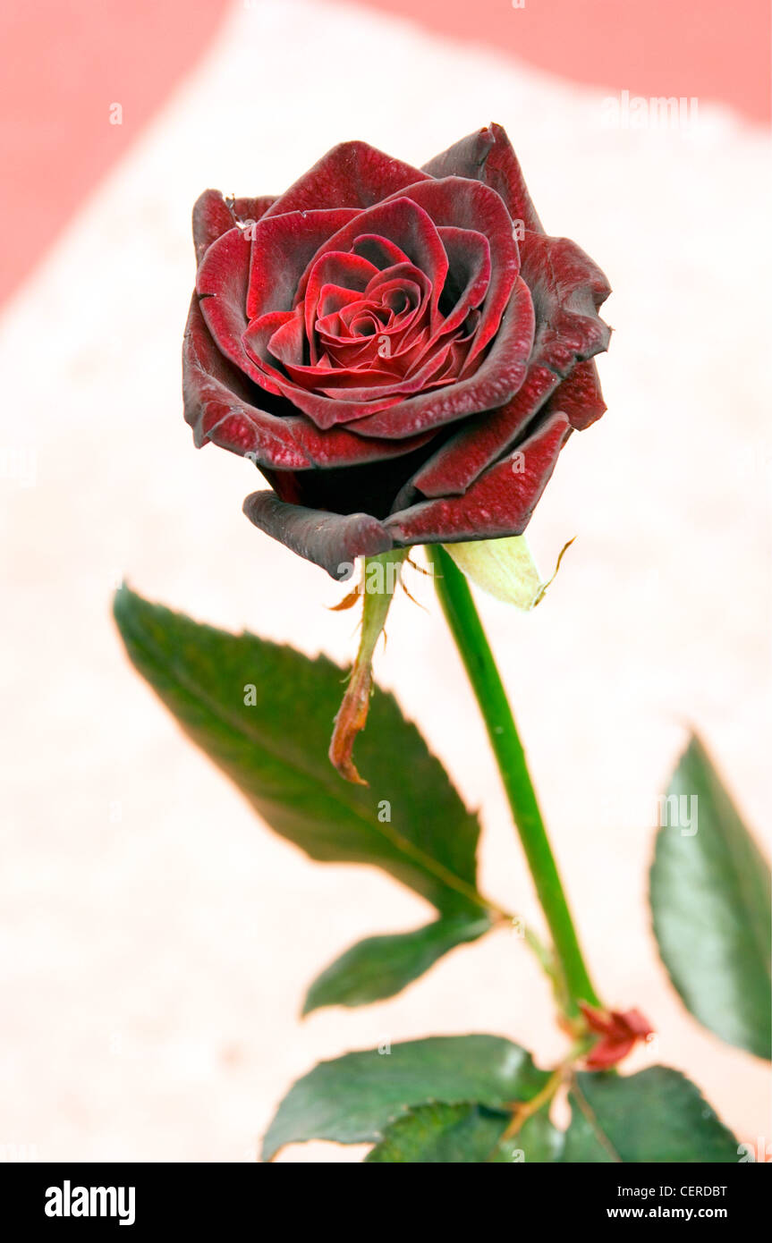 WD1183-18 A single red rose Stock Photo - Alamy