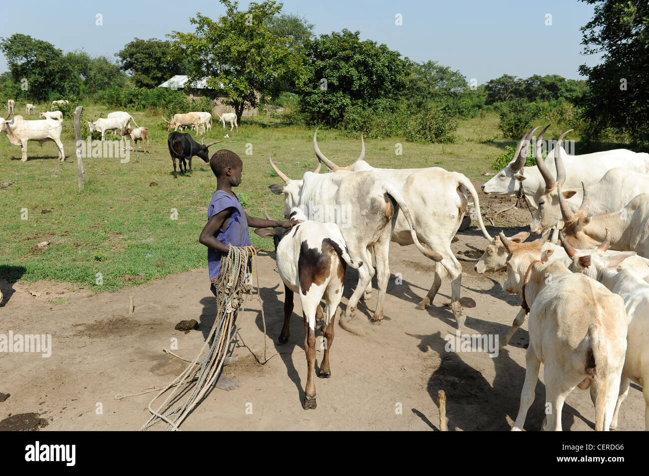 Sudan cattle boy hi-res stock photography and images - Alamy
