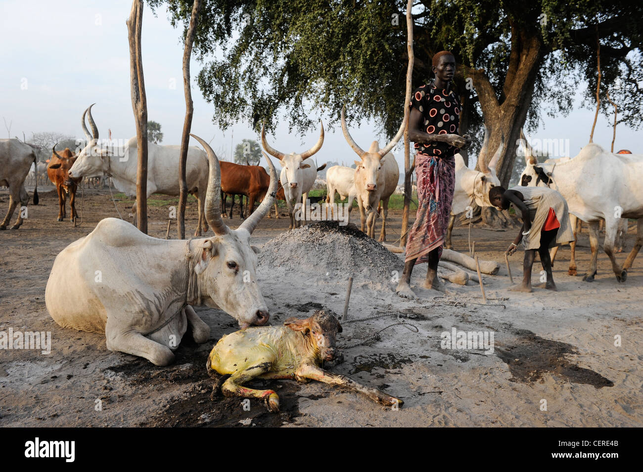 Dinka tribe and sudan and cows hi-res stock photography and images - Alamy