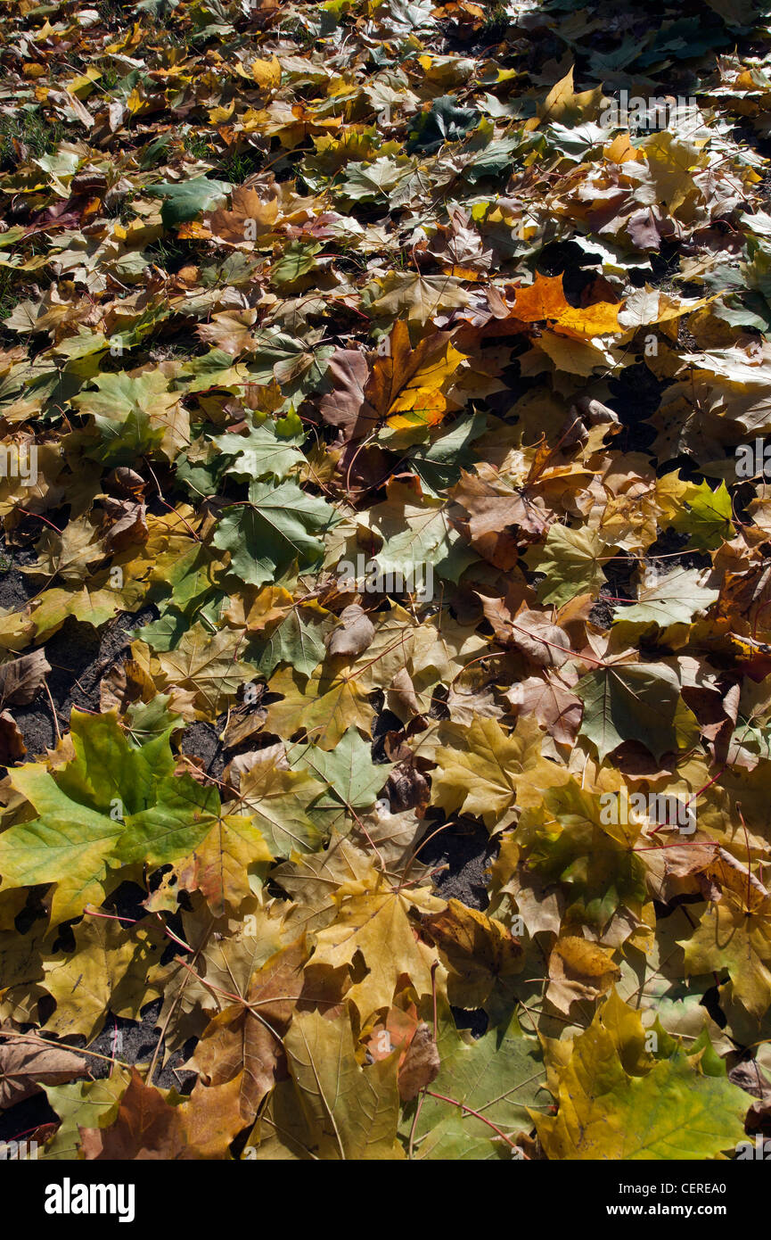 Autmumn hi-res stock photography and images - Alamy