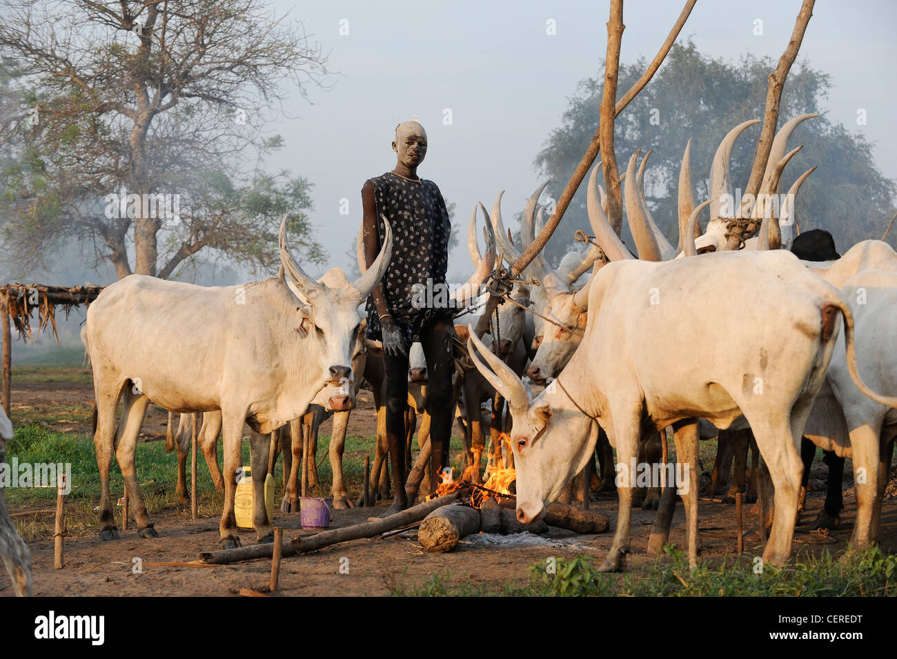 SOUTHERN SUDAN, Bahr al Ghazal region , Lakes State, Dinka tribe with ...