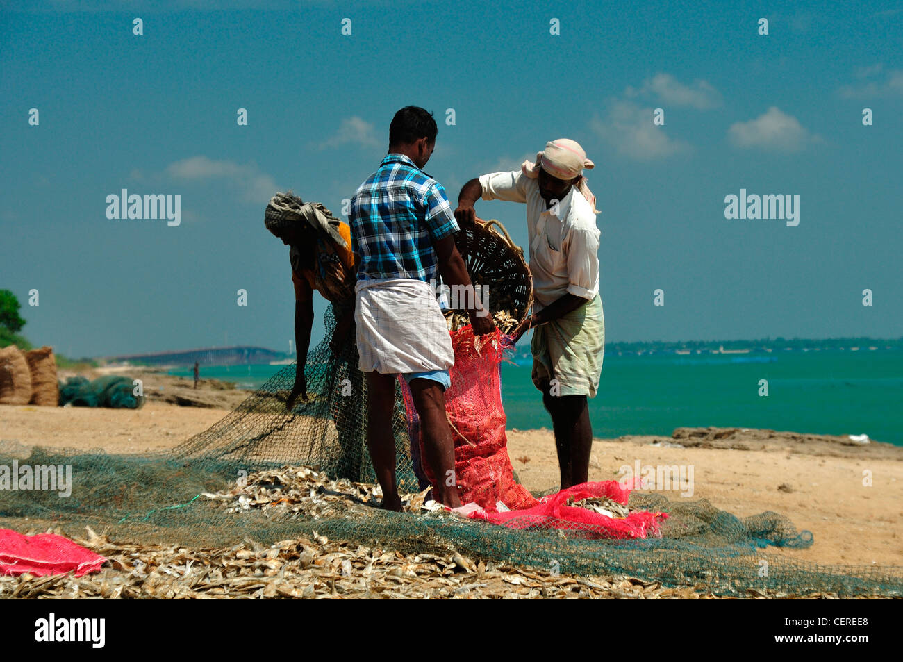 Fishermen collecting dry fish Stock Photo - Alamy