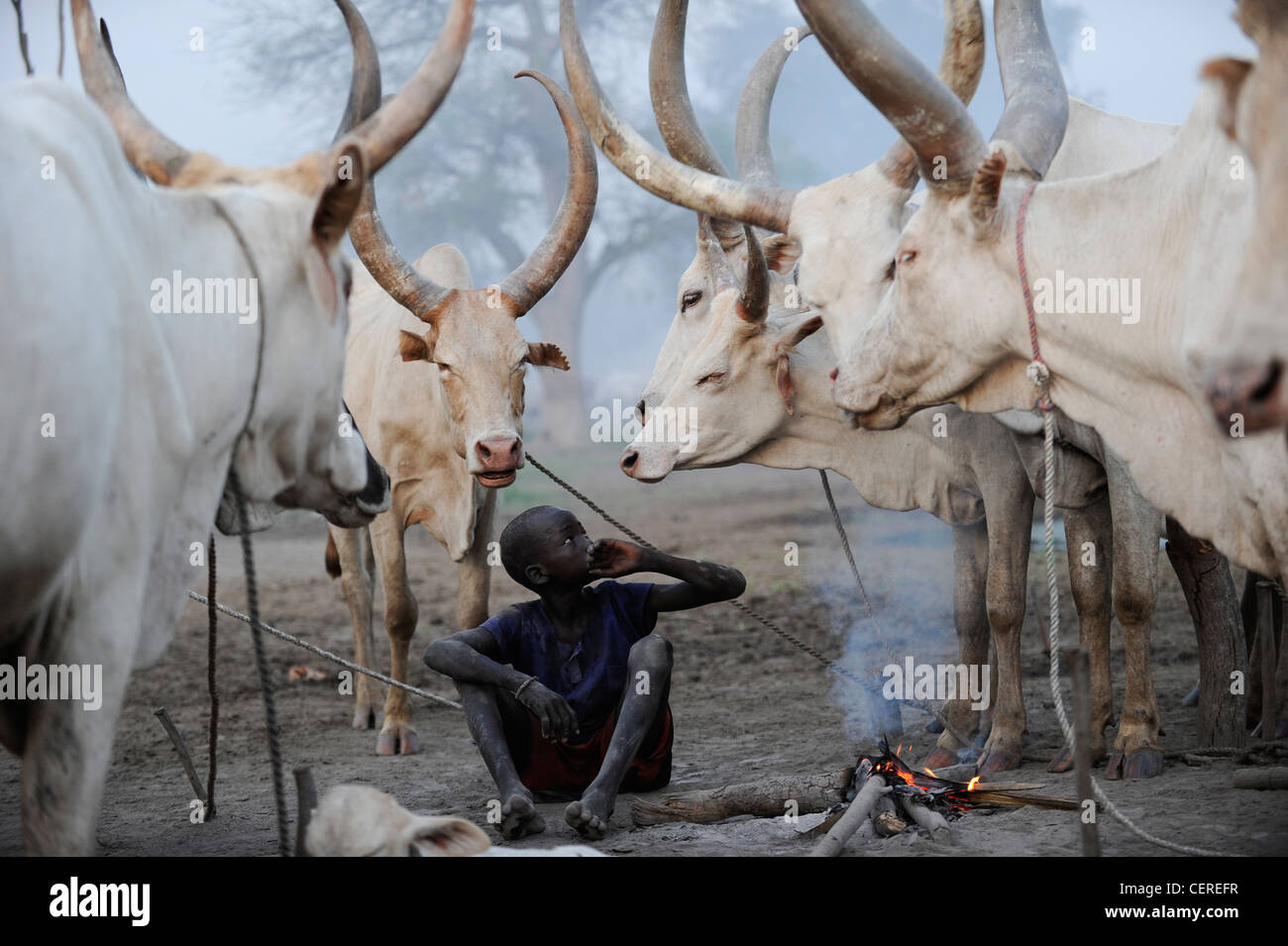 Sudan dinka tribe africa cattle farm rumbek southern sudan hi-res stock ...