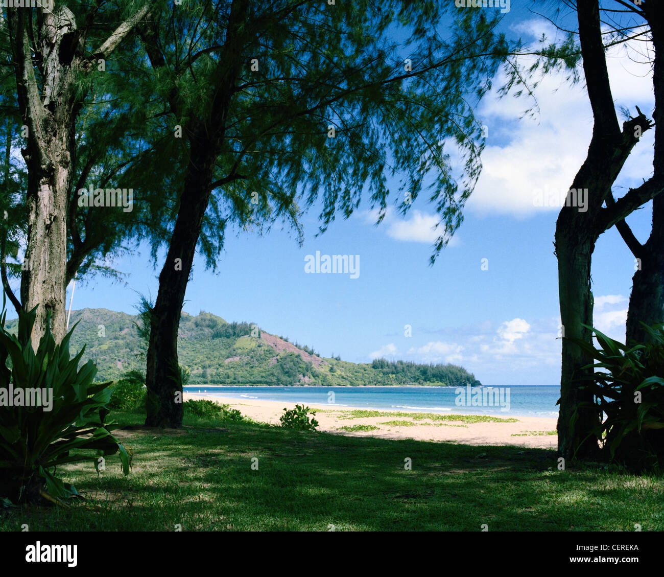 Casuarina trees on Pinetrees Beach Hanalei Bay Kaua'i Hawaii Stock ...