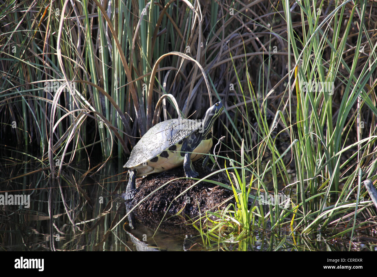 Spotted turtle tortoise on rock or tree stump near water. Taken on ...