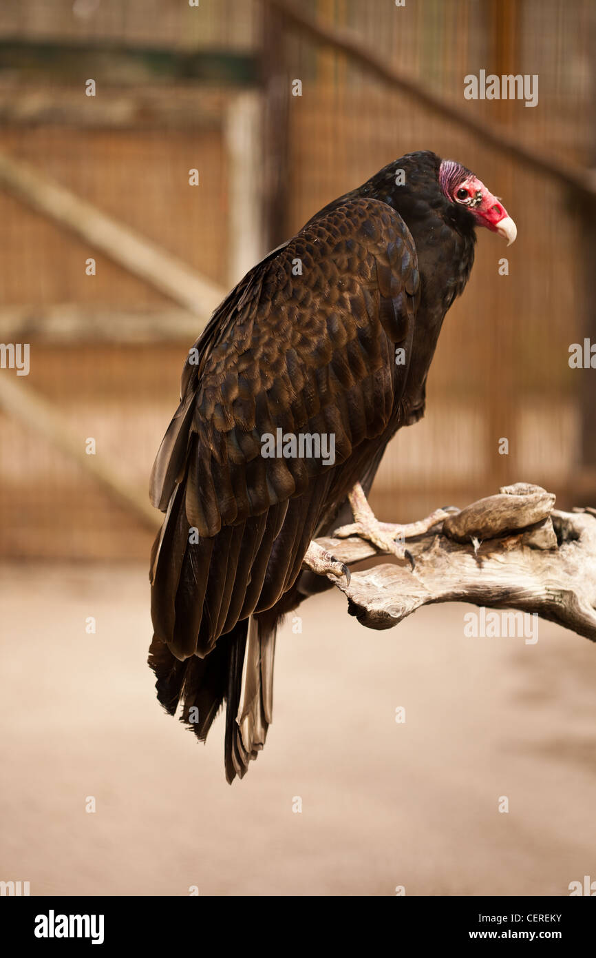 turkey vulture (cathartes aura) also called the turkey buzzard in the ...