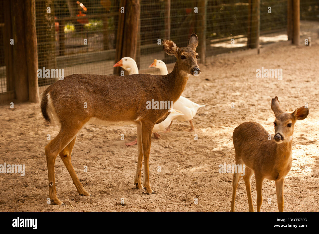 white tailed deer with fawn in captivity Stock Photo - Alamy
