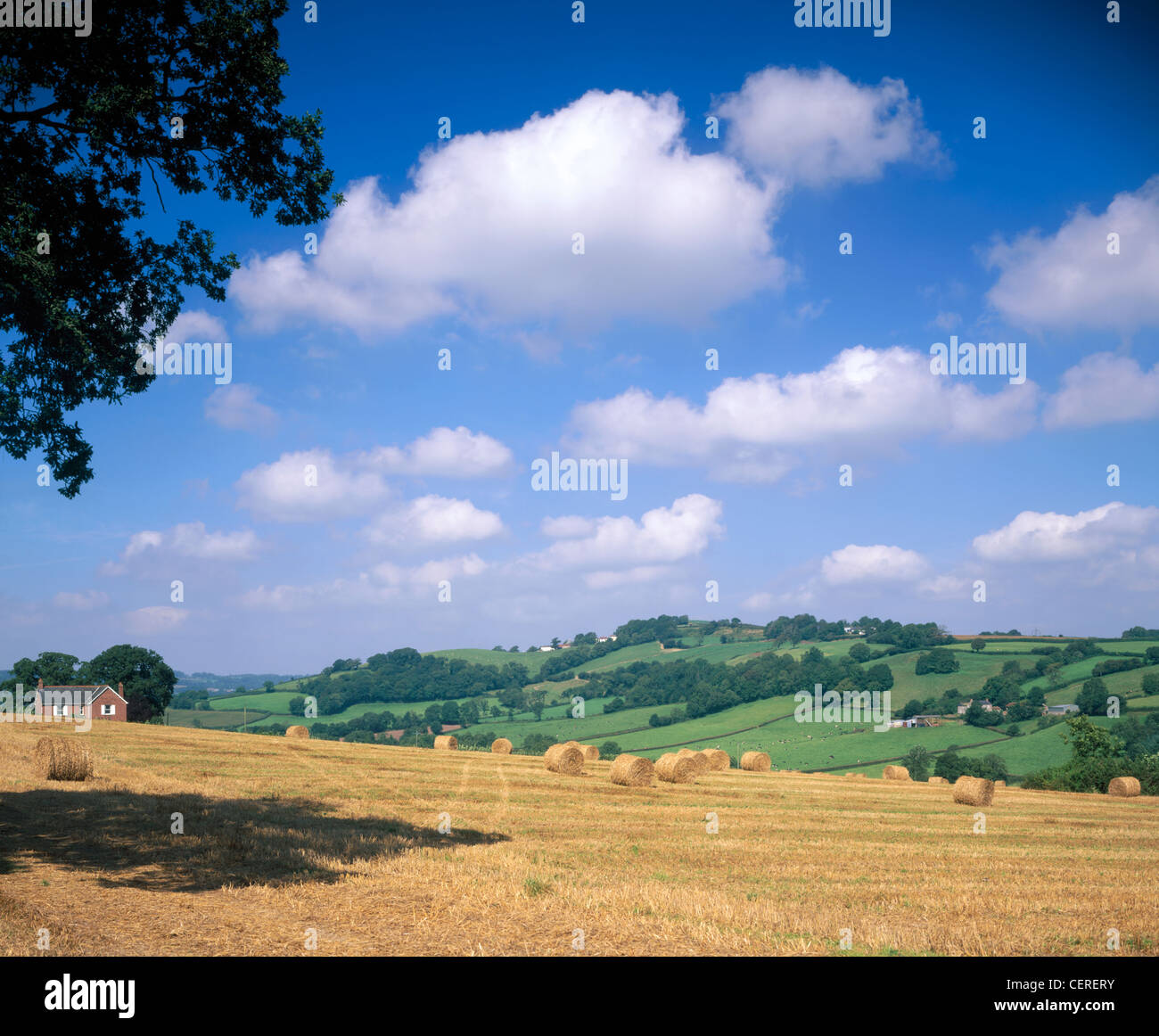 Rural landscape near Axminster with house and roll mop corn stooks ...