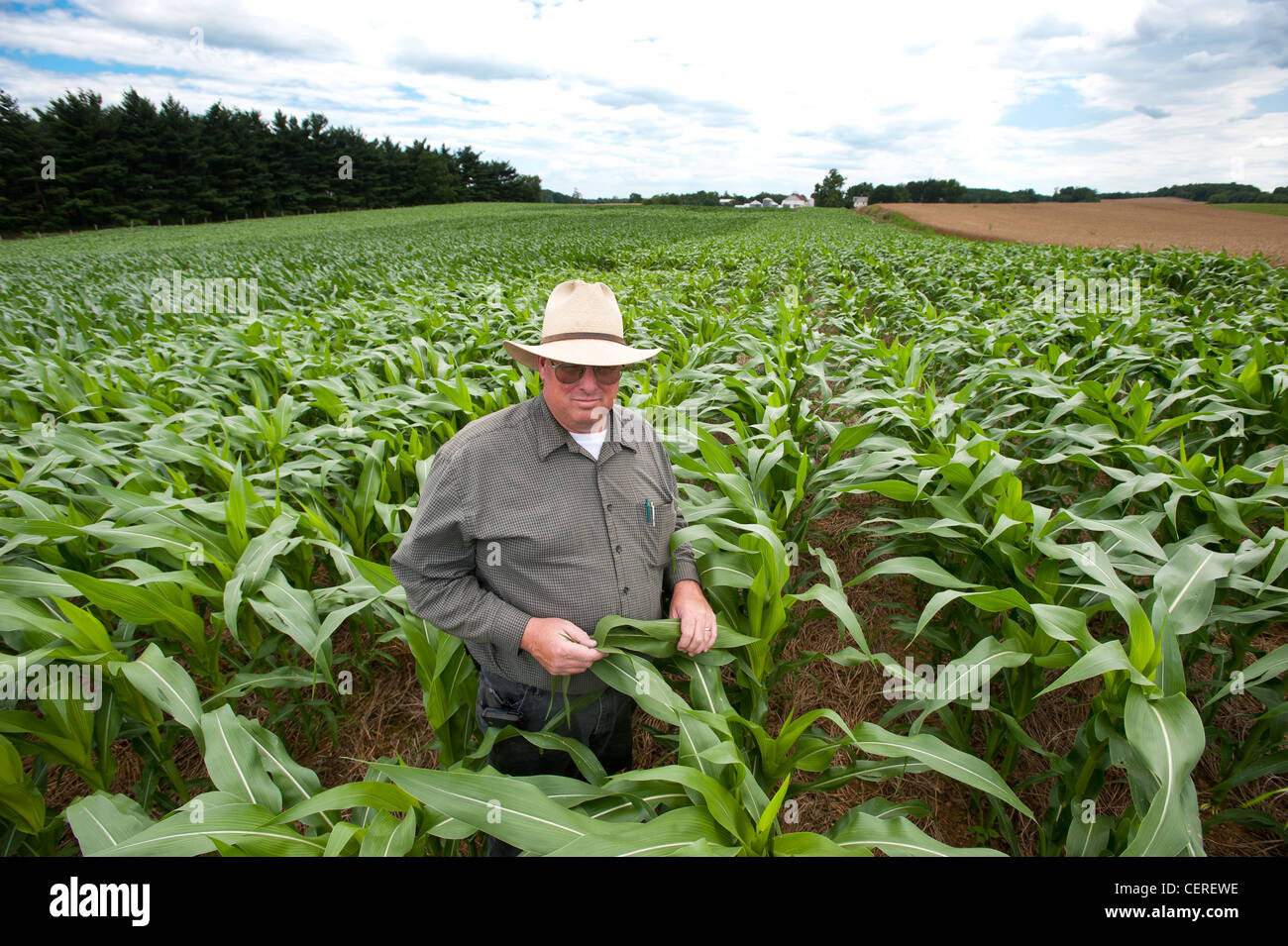 Farmer in field of corn crop on a farm Stock Photo - Alamy