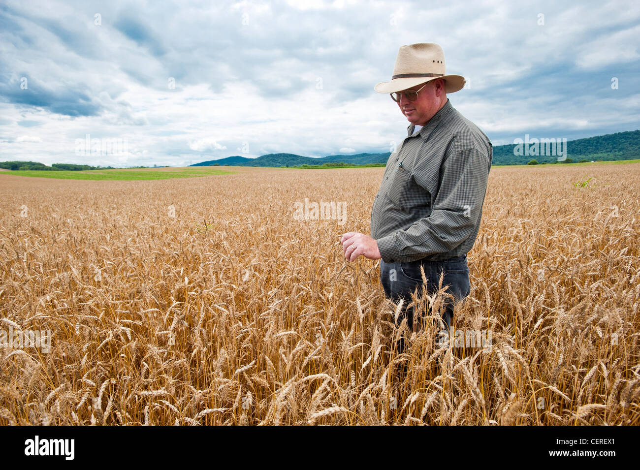 Grain farmer in field of grain inspecting crop Stock Photo - Alamy
