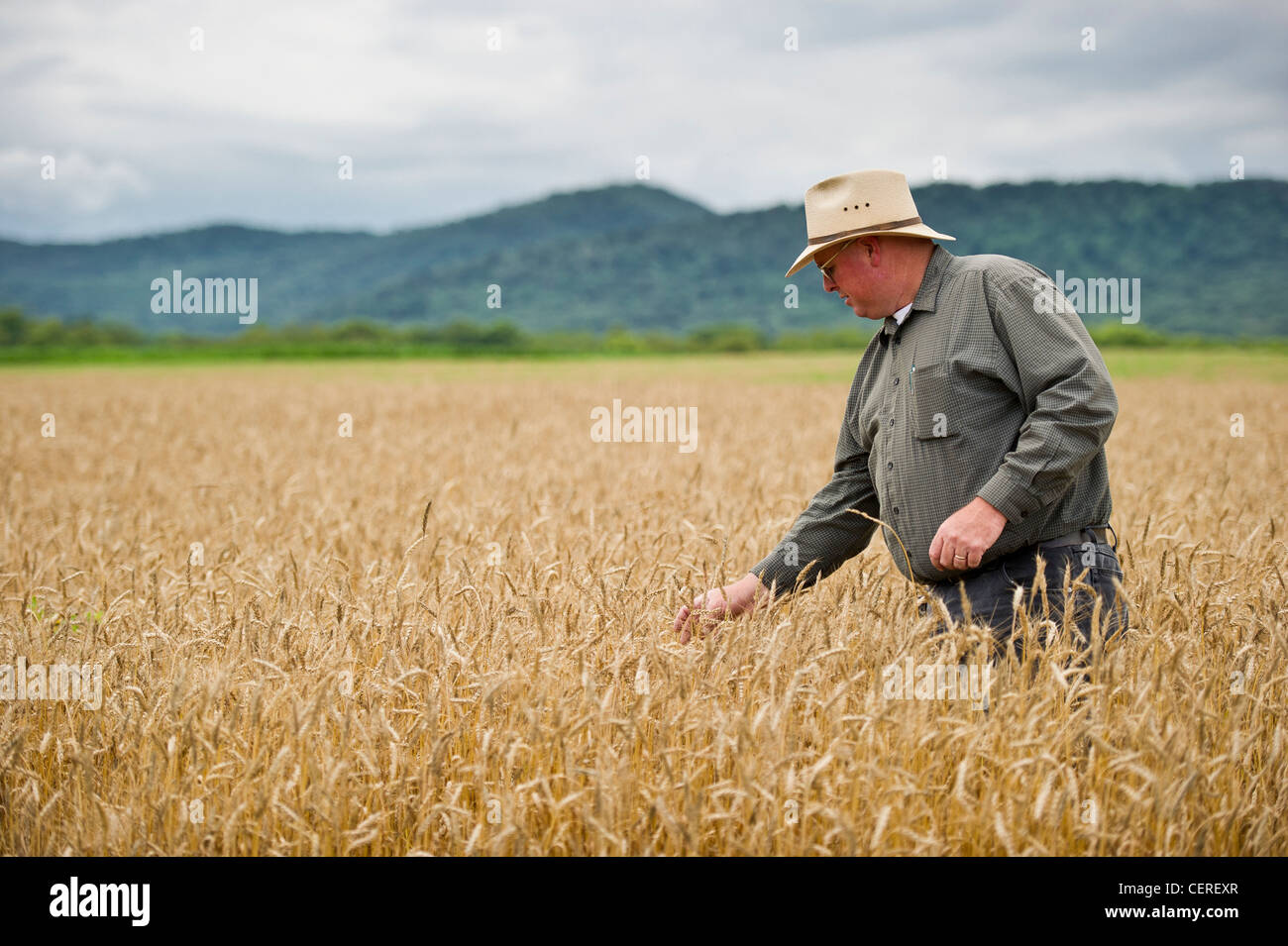 Grain farmer in field of grain inspecting crop Stock Photo - Alamy