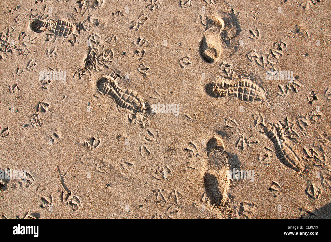 Footprint on nature hi-res stock photography and images - Alamy