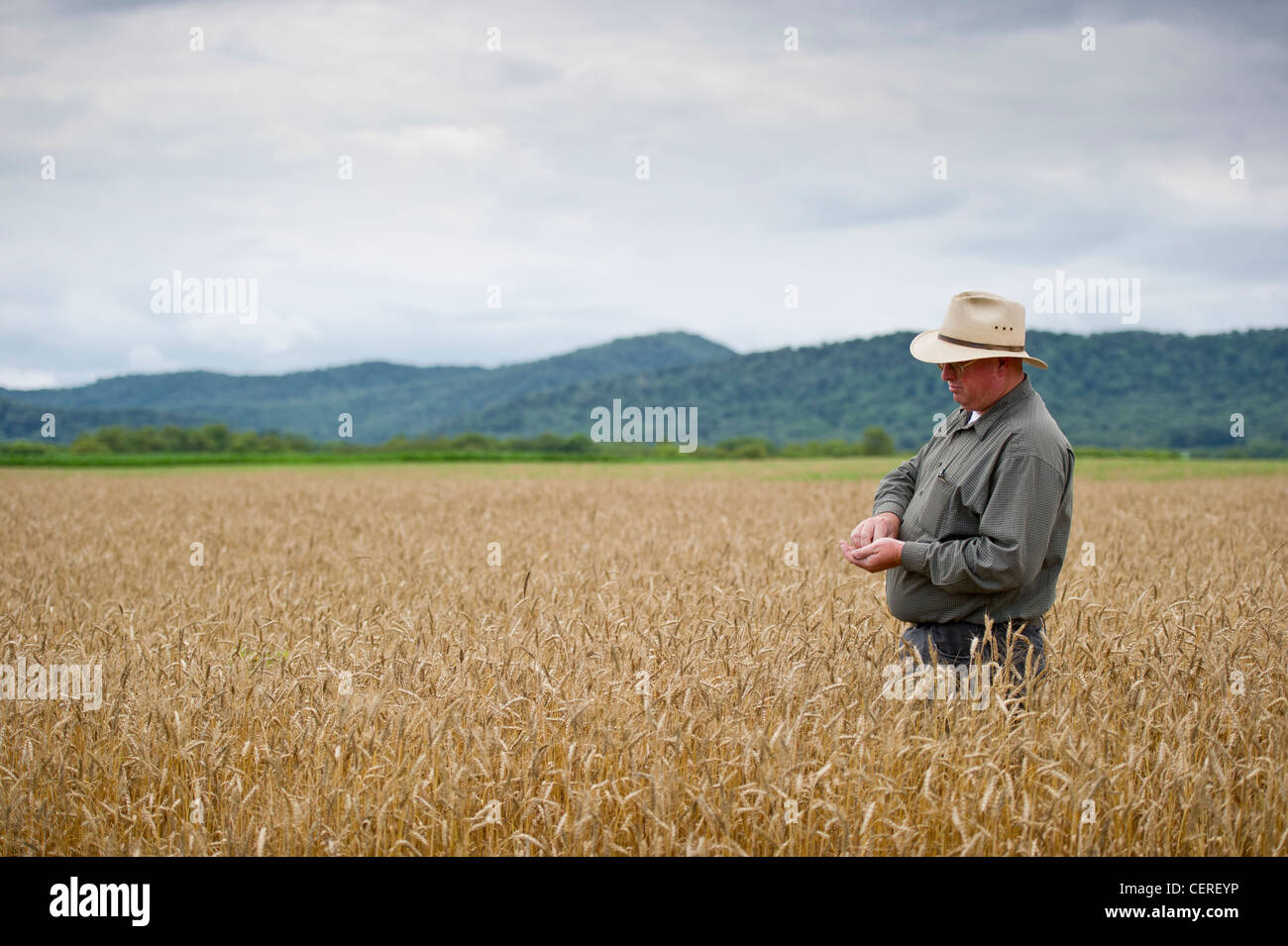 Grain farmer in field of grain inspecting crop Stock Photo - Alamy