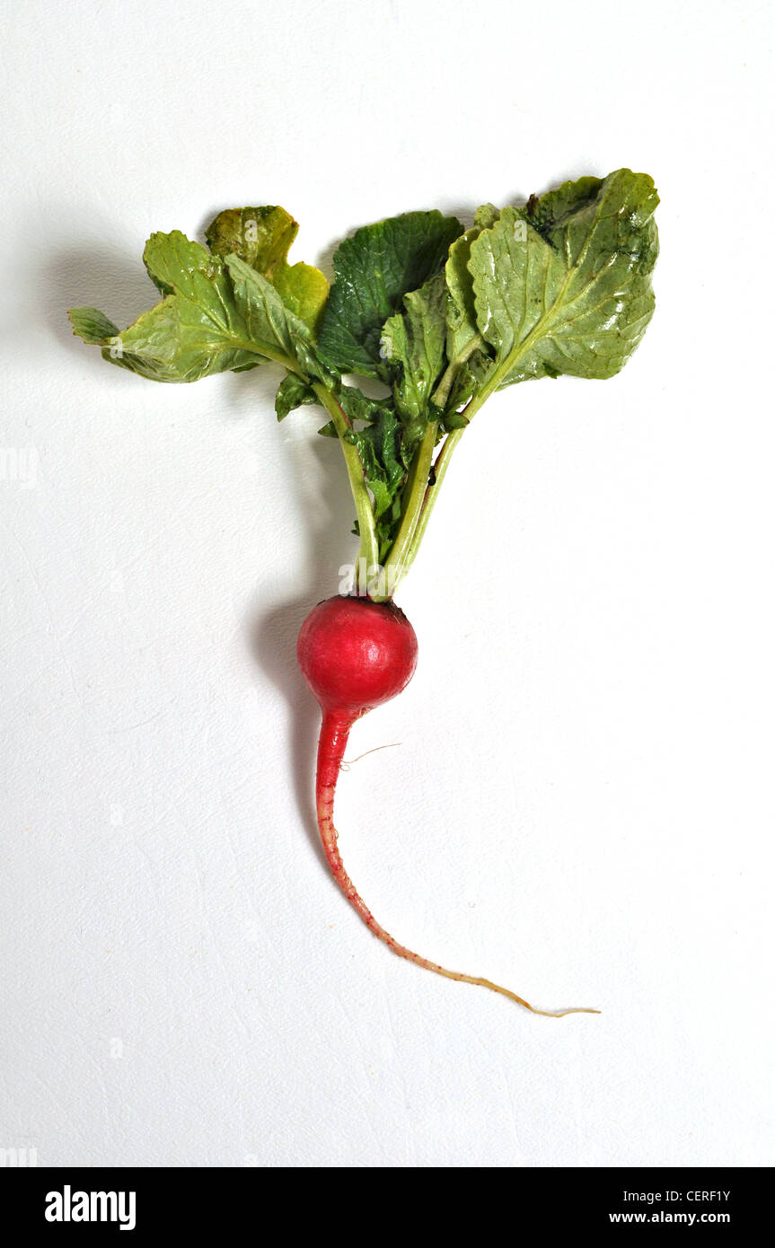 Single radish hi-res stock photography and images - Alamy