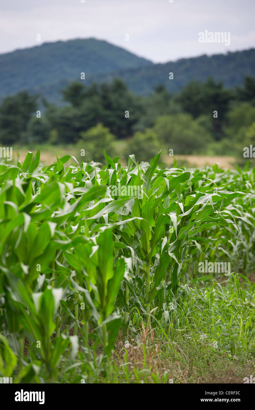Corn crops hi-res stock photography and images - Alamy