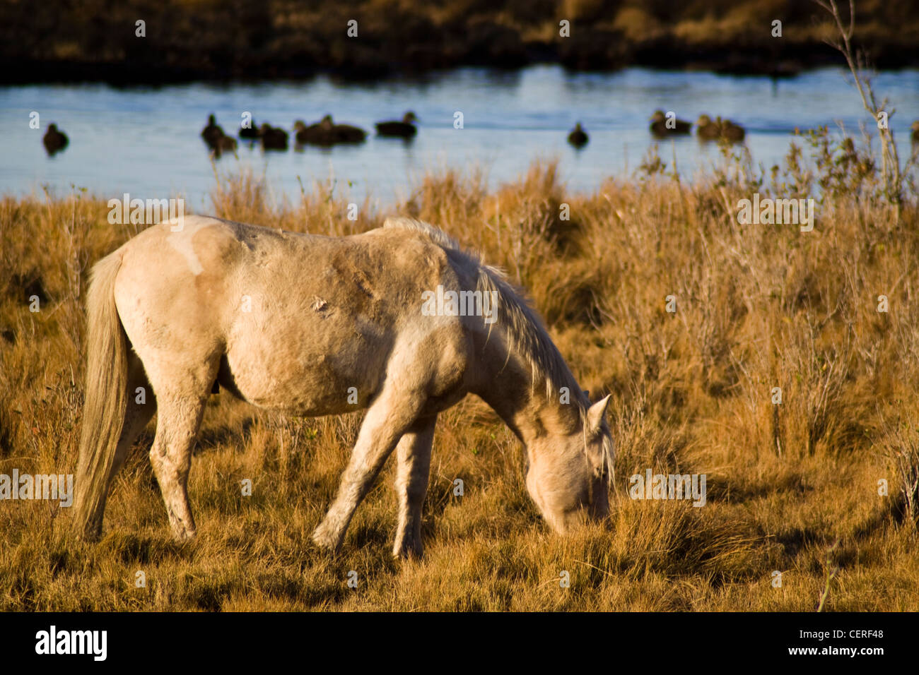 Wild horse r hi-res stock photography and images - Alamy