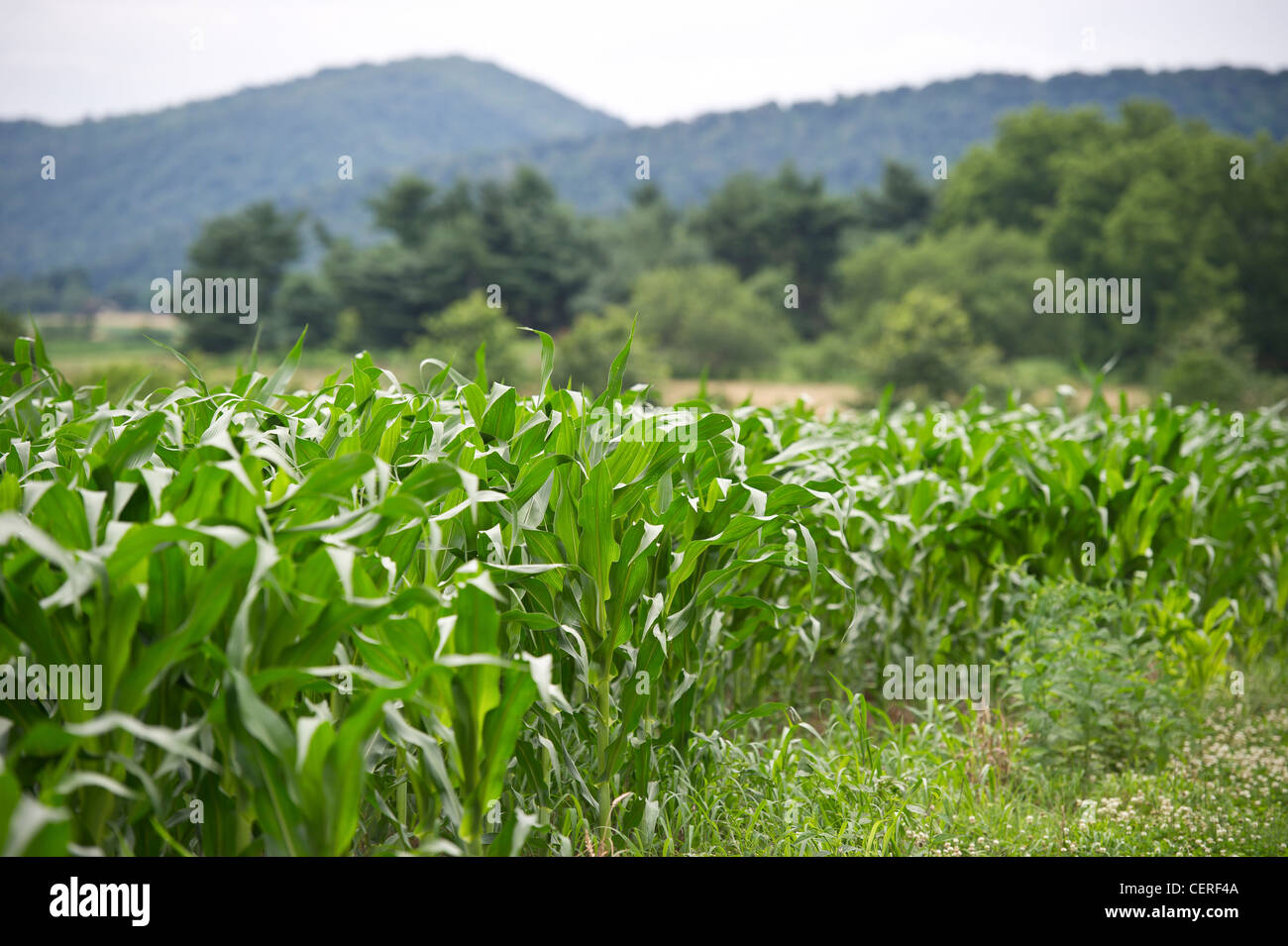 Corn crops hi-res stock photography and images - Alamy