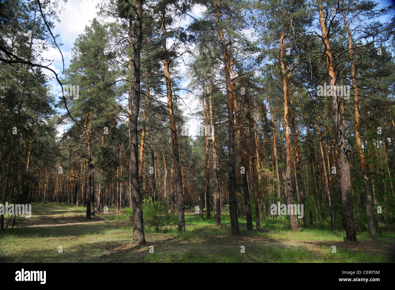 forest landscape with a group of trees and clearing Stock Photo - Alamy