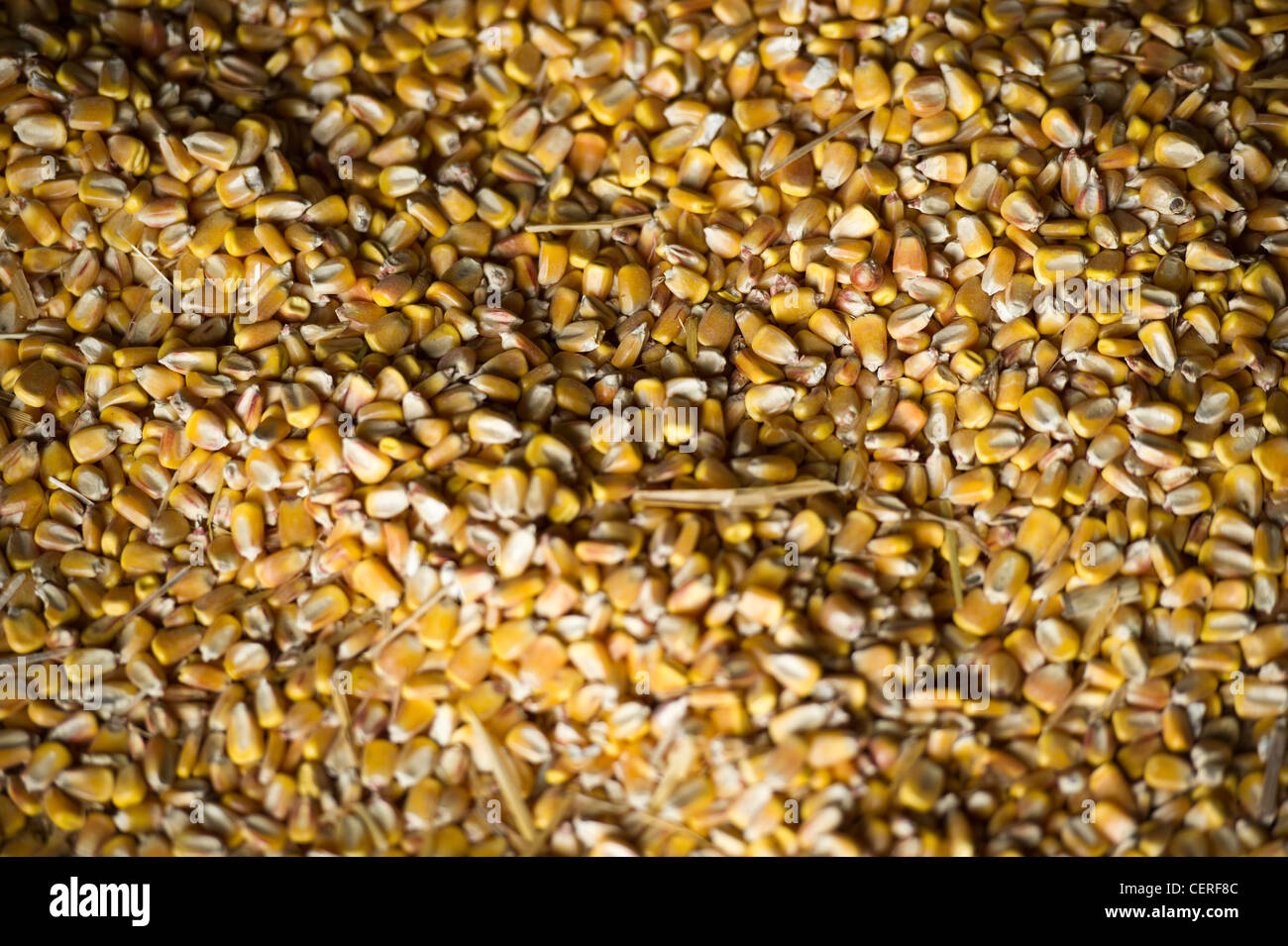 Corn production hi-res stock photography and images - Alamy