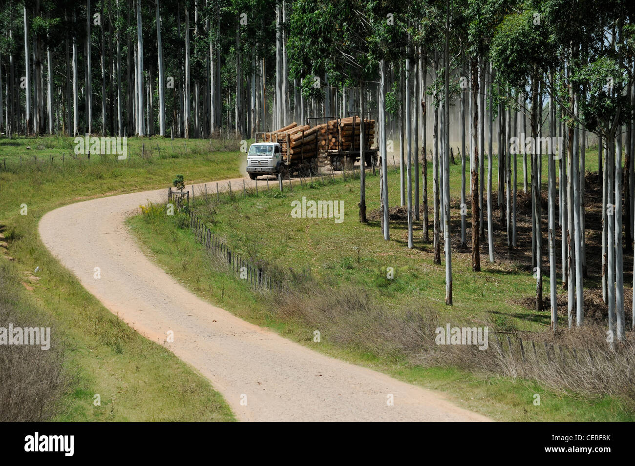 URUGUAY Rivera , FSC eucalyptus grande forest of company Urufor for ...