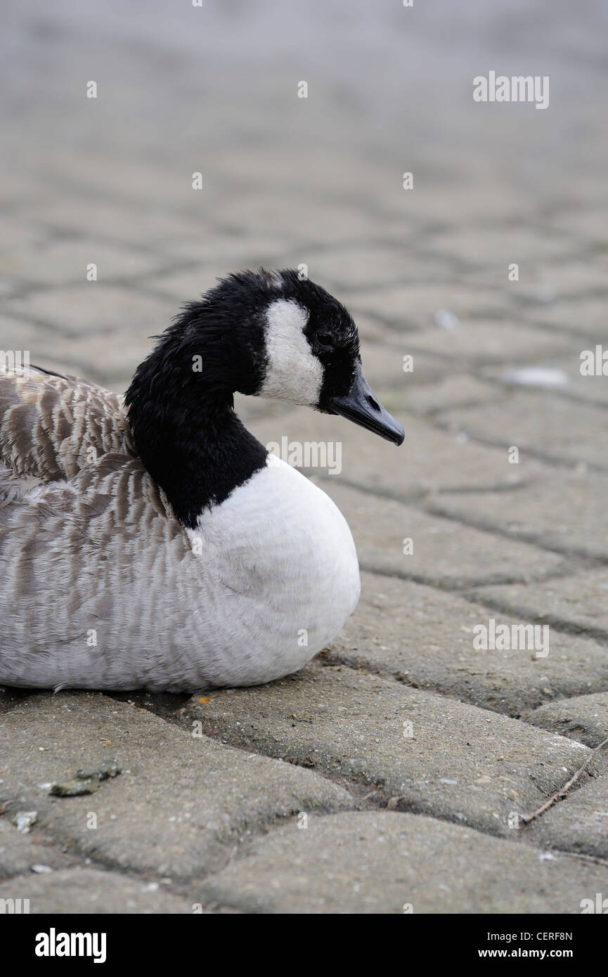 canadian geese sitting on cobbled pathway england uk Stock Photo - Alamy