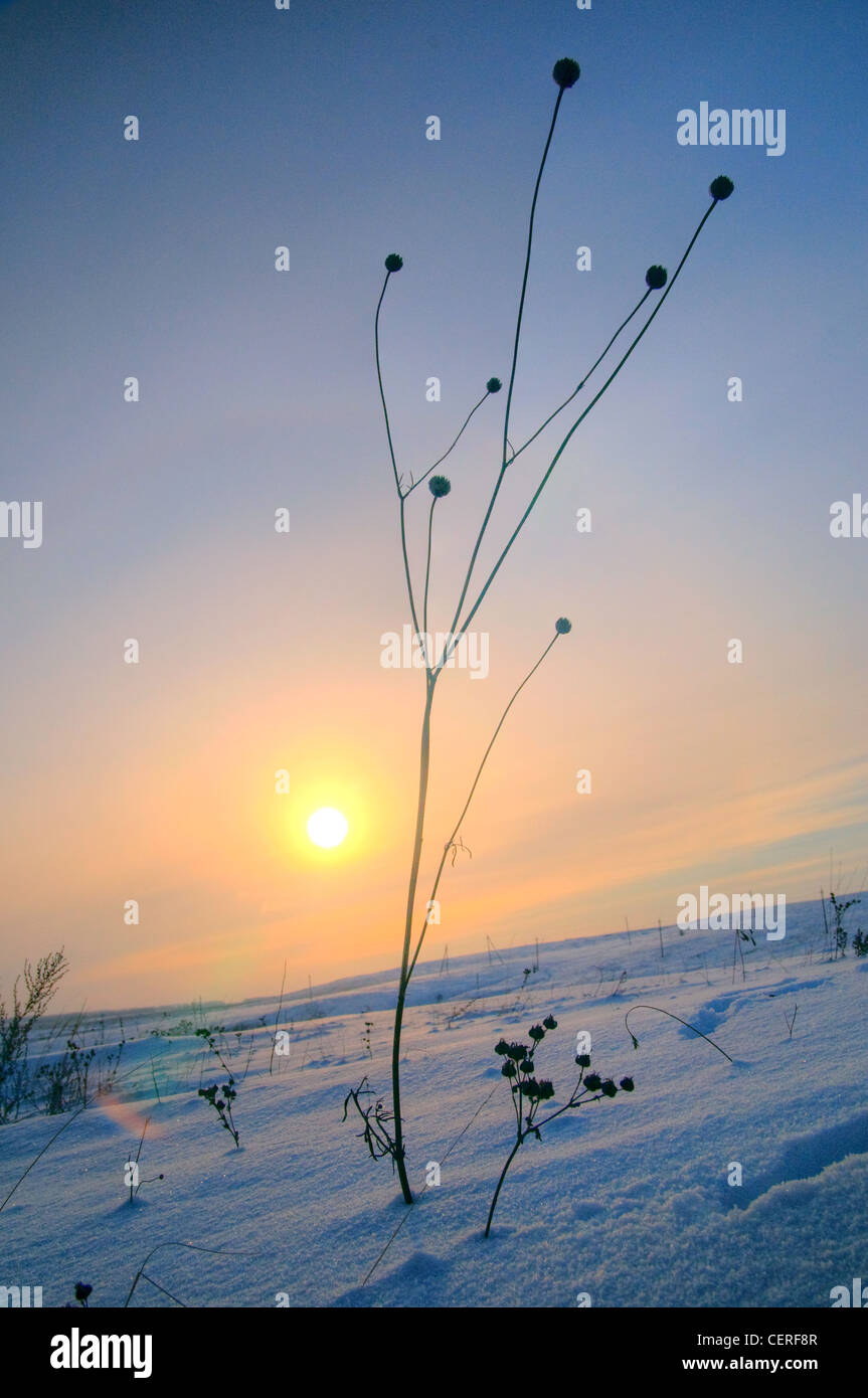 bush grass in the sun Stock Photo - Alamy