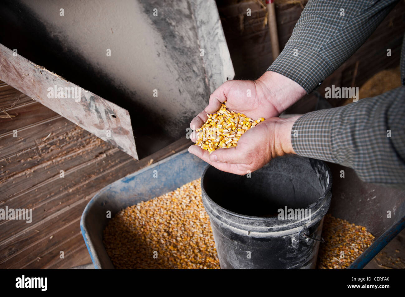 Hands holding corn kernels Stock Photo - Alamy