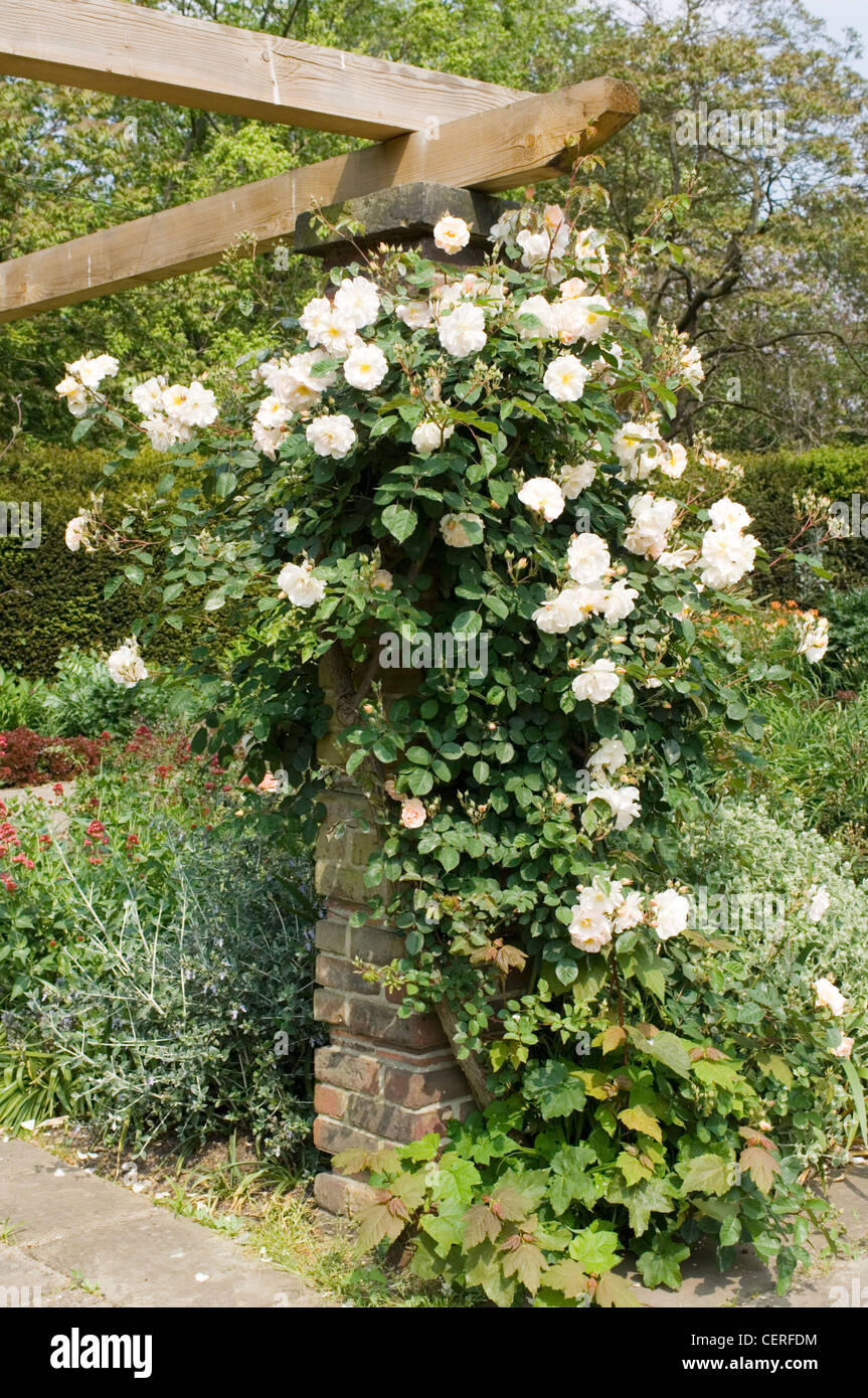 White rose bush growing around brick pillar Stock Photo - Alamy