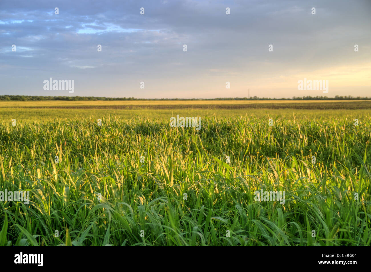 green field and sun sky Stock Photo - Alamy