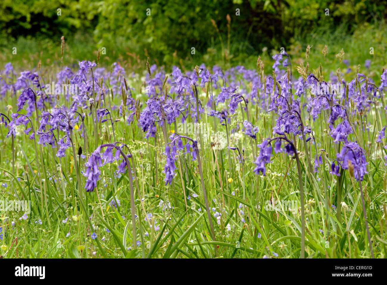 Bluebell flowers (Endymion nonscriptus) in field, Cornwall, England, UK ...