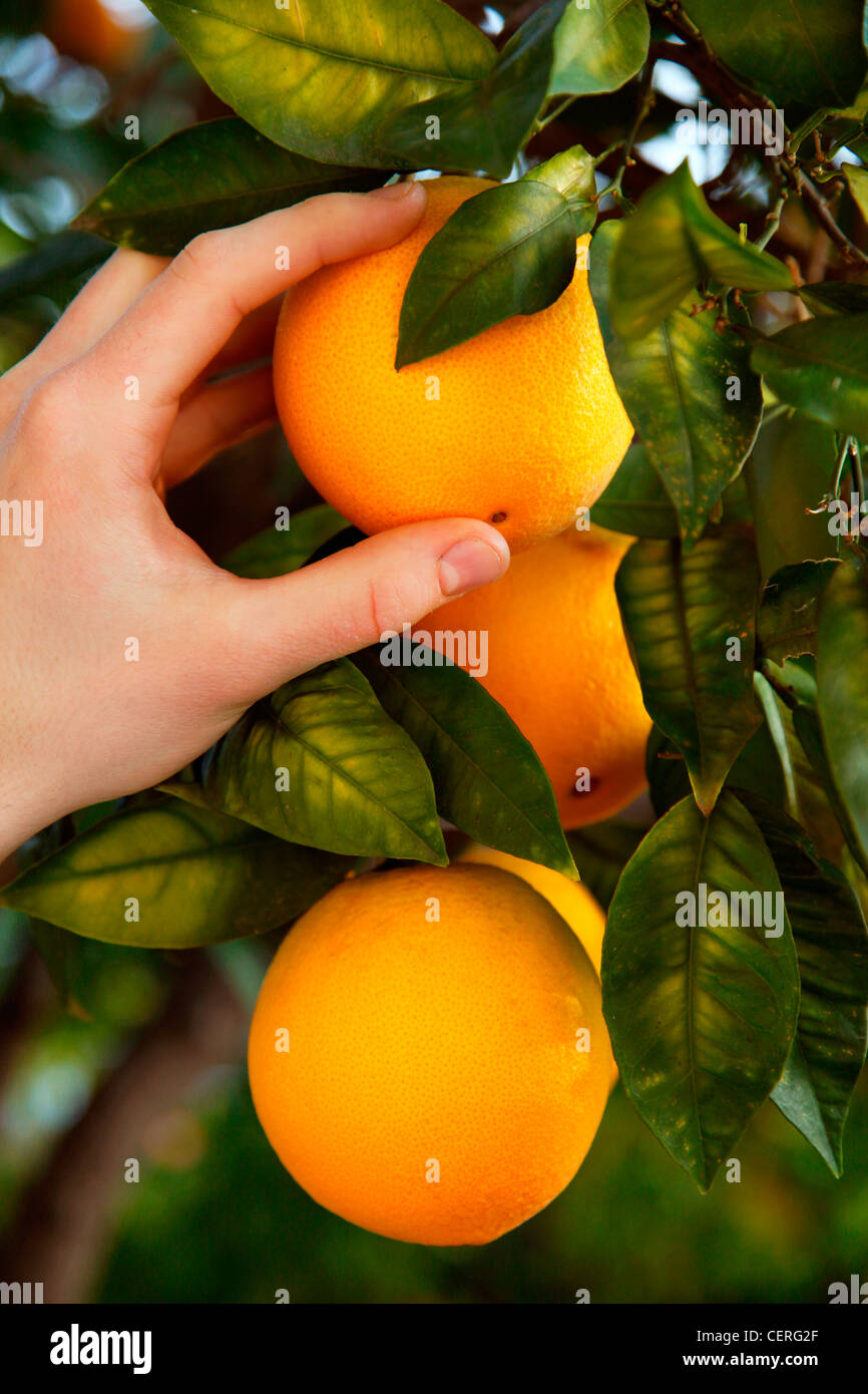 Orange tree picking hi-res stock photography and images - Alamy