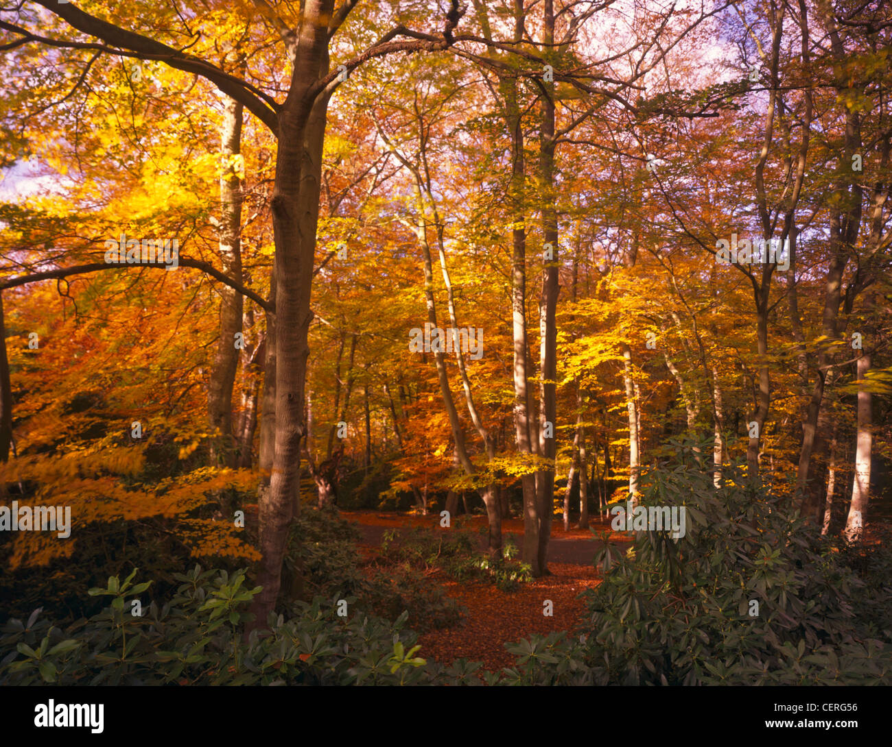 Autumn at Burnham Beeches Stock Photo - Alamy