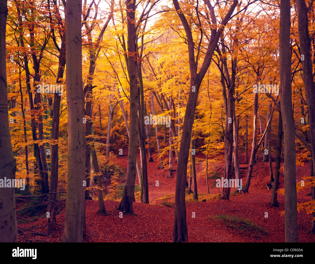 Autumn at Burnham Beeches Stock Photo - Alamy