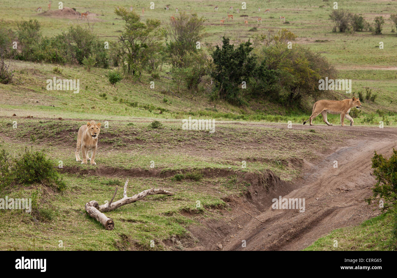 Kenya - Masai Mara - Young Lion and Lioness - Early Morning Stock Photo ...