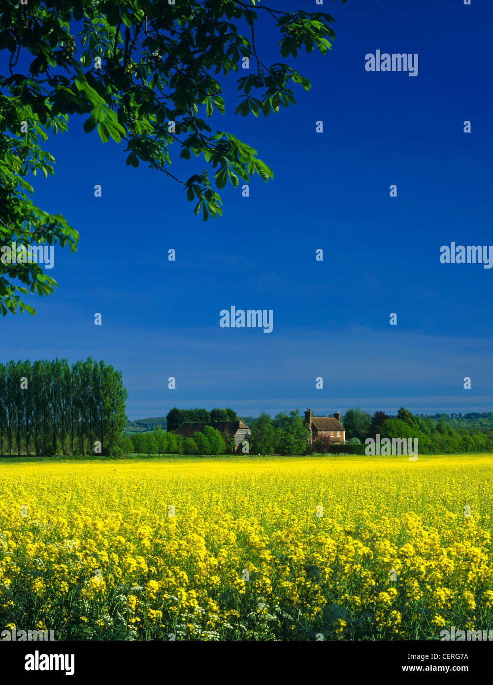A colourful display of rape seed Stock Photo - Alamy