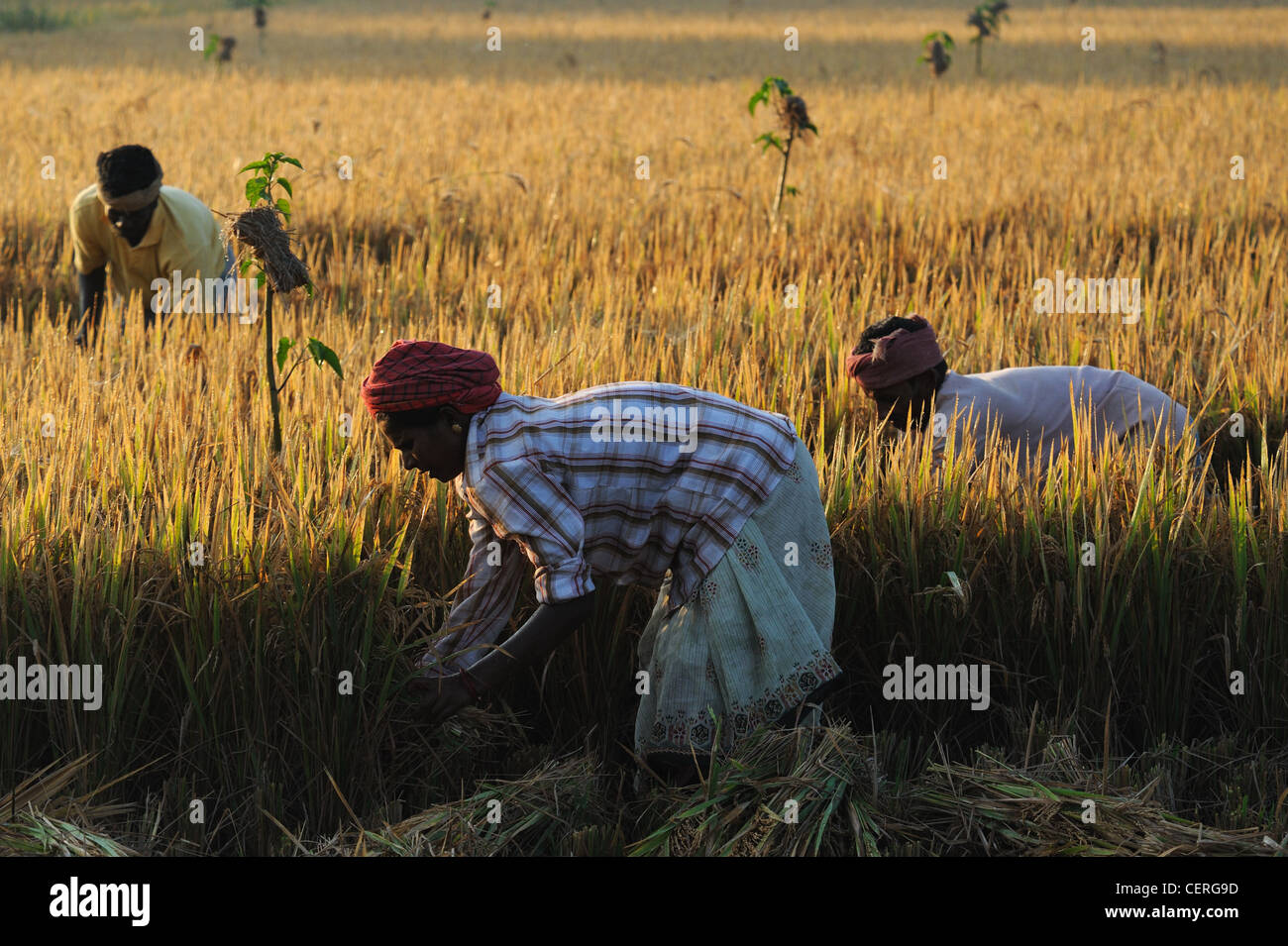 Tamilnadu paddy field hi-res stock photography and images - Alamy