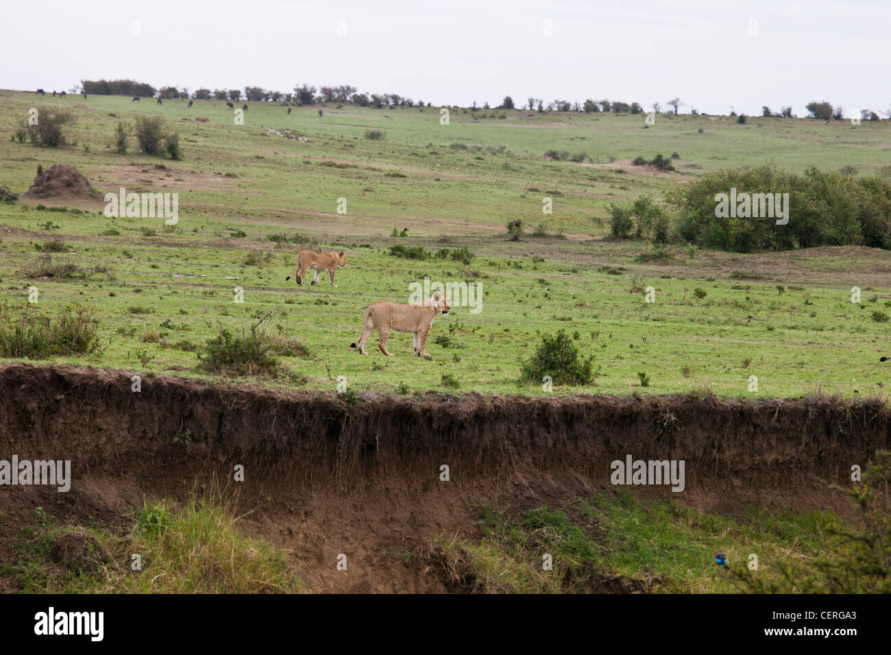 Kenya - Masai Mara - Young Lion and Lioness - Early Morning Stock Photo ...